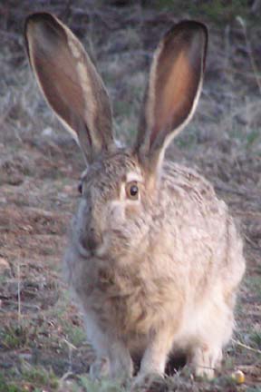 New Mexico Jack Rabbit