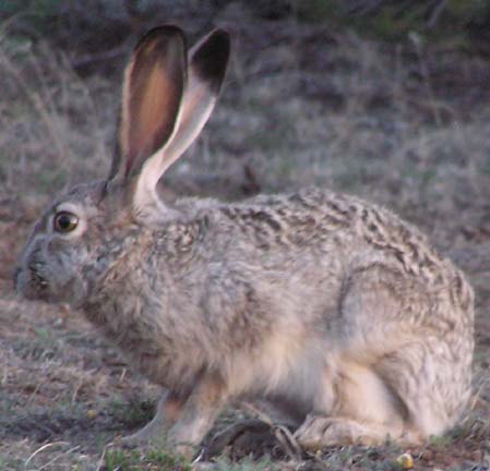 New Mexico Jack Rabbit