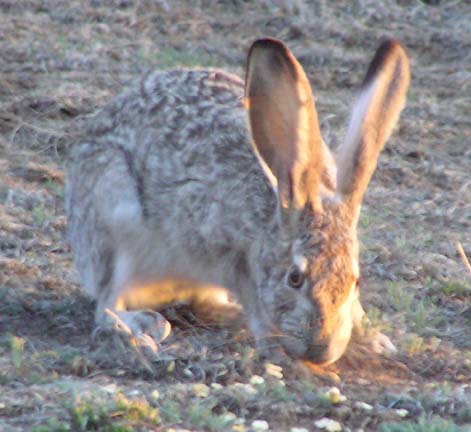 New Mexico Jack Rabbit